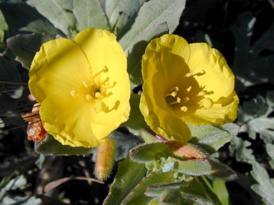 Beach Evening Primrose - Presidio of San Francisco (U.S. National Park ...