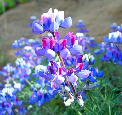 Bicolor Lupine or Miniature Lupine - Presidio of San Francisco (U.S ...