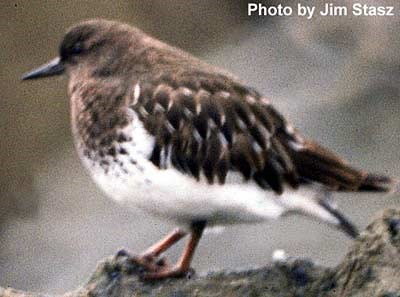 Black Turnstone - Presidio of San Francisco (U.S. National Park Service)