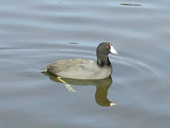 American Coot - Presidio of San Francisco (U.S. National Park Service)