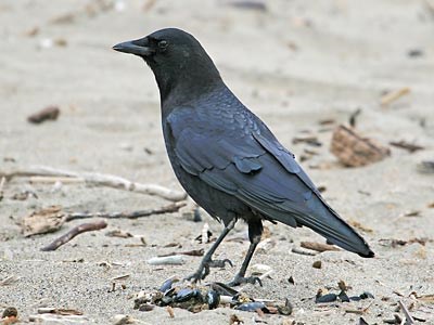 American Crow - Presidio of San Francisco (U.S. National Park Service)