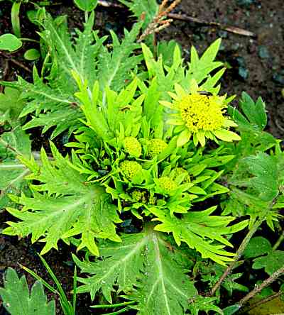 Footsteps-Of -Spring - Presidio of San Francisco (U.S. National Park ...