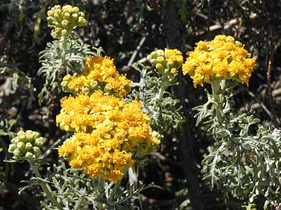 Lizard Tail - Presidio of San Francisco (U.S. National Park Service)