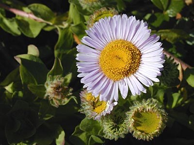 Seaside Daisy - Presidio of San Francisco (U.S. National Park Service)