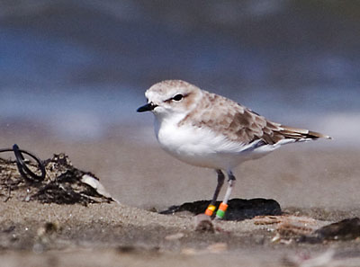 Snowy Plover - Presidio of San Francisco (U.S. National Park Service)