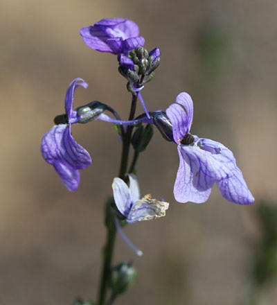 Blue Toadflax - Presidio of San Francisco (U.S. National Park Service)