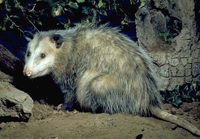 Virginia Opossum - Presidio of San Francisco (U.S. National Park Service)