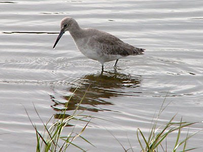 Willet - Presidio of San Francisco (U.S. National Park Service)
