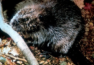 Beaver - Prince William Forest Park (U.S. National Park Service)