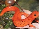 Salamanders - Prince William Forest Park (U.S. National Park Service)