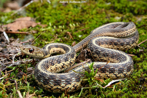 Snakes - Prince William Forest Park (U.S. National Park Service)