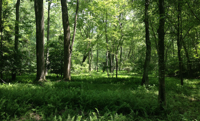 Climate Friendly Parks - Prince William Forest Park (U.S. National Park ...