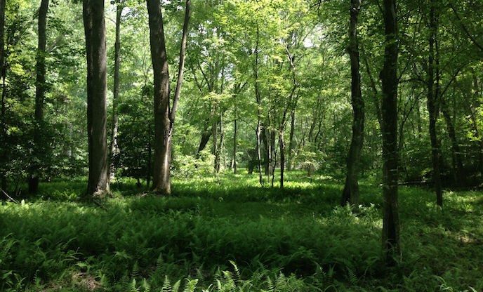 Climate Friendly Parks - Prince William Forest Park (U.S. National Park ...