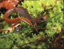 Salamanders - Prince William Forest Park (U.S. National Park Service)