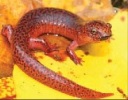 Salamanders - Prince William Forest Park (U.S. National Park Service)