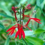 Wildflowers - Prince William Forest Park (U.S. National Park Service)
