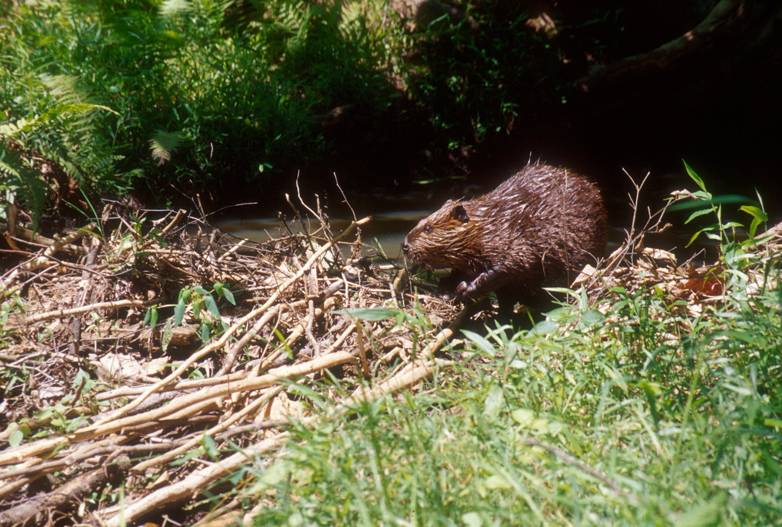 Beaver - Prince William Forest Park (U.S. National Park Service)