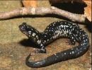Salamanders - Prince William Forest Park (U.S. National Park Service)