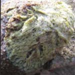 Freshwater Sponge - Prince William Forest Park (U.S. National Park Service)