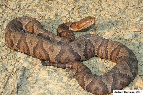 Snakes - Prince William Forest Park (U.S. National Park Service)