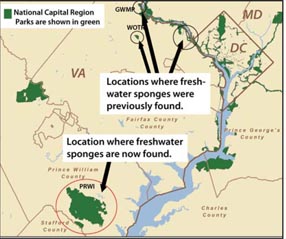 Freshwater Sponge - Prince William Forest Park (U.S. National Park Service)