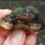 Freshwater Sponge - Prince William Forest Park (U.S. National Park Service)