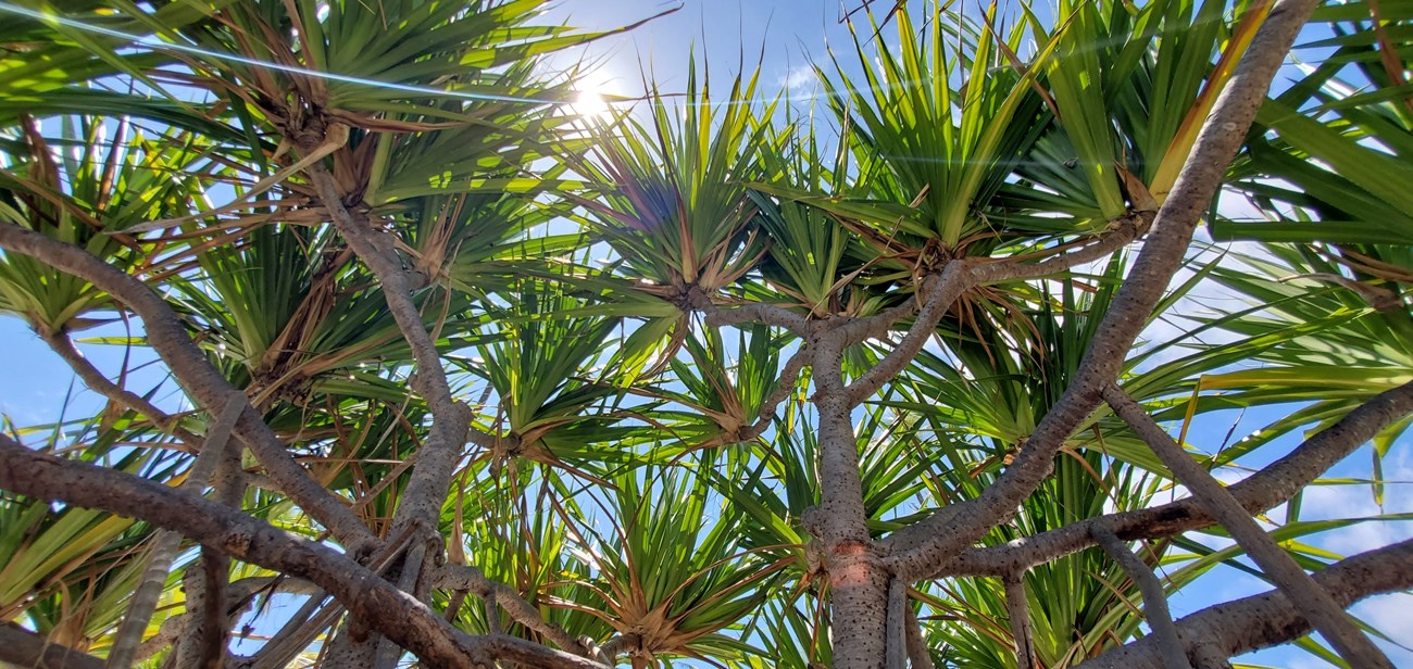 Plants - Puʻuhonua o Hōnaunau National Historical Park (U.S. National ...