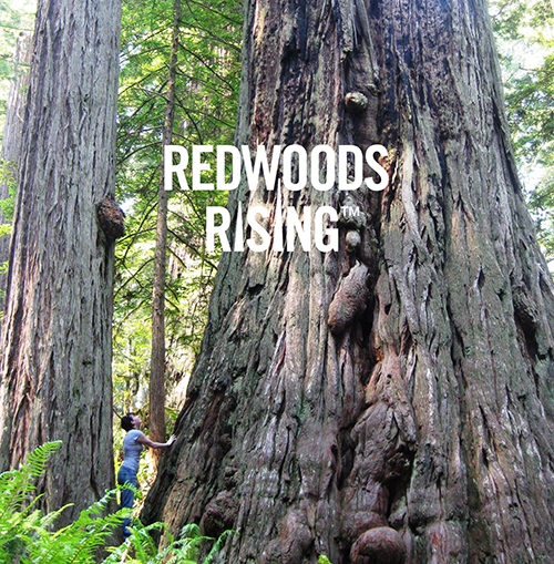 Redwoods Rising main - Redwood National and State Parks (U.S. National ...