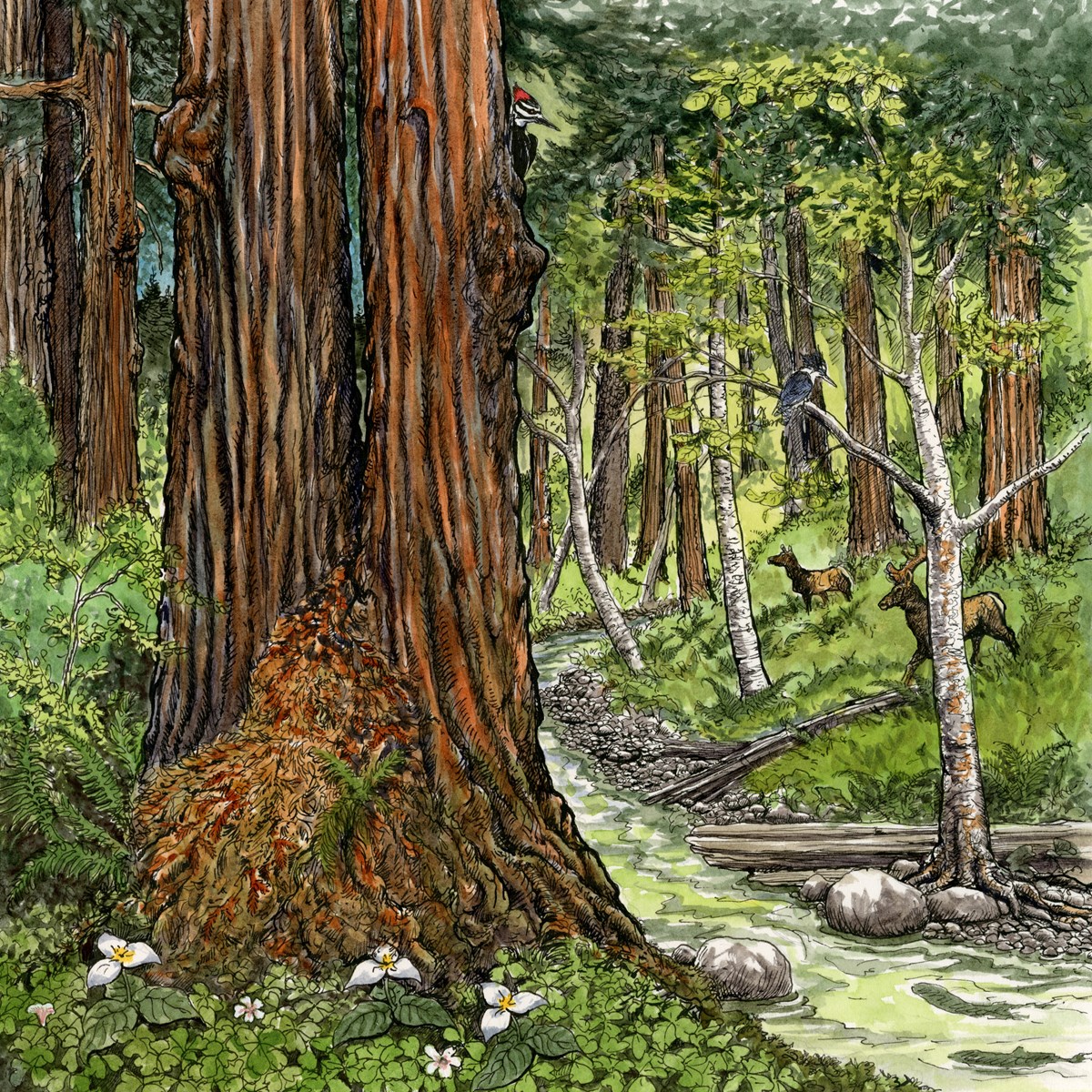 Redwoods Rising - Illustrations Through Time - Redwood National and ...