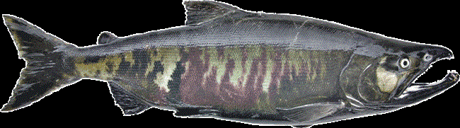 Salmon and Trout - Redwood National and State Parks (U.S. National Park ...