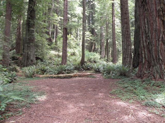 Organ Donor's Grove Pre-approved Wedding - Redwood National and State ...