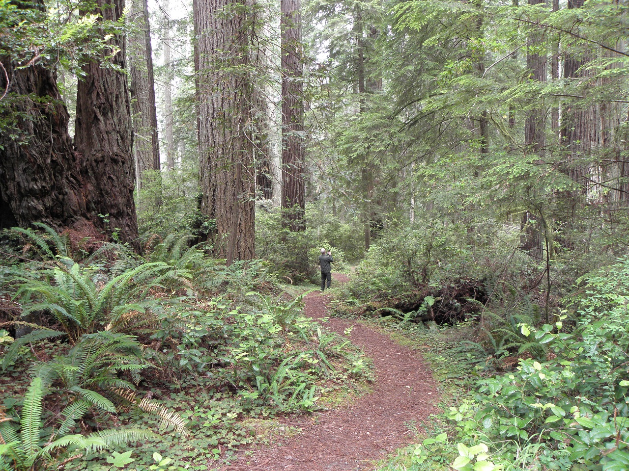 Schmidt Grove Pictures - Redwood National and State Parks (U.S ...