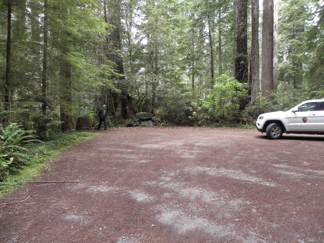 Schmidt Grove Pictures - Redwood National and State Parks (U.S ...