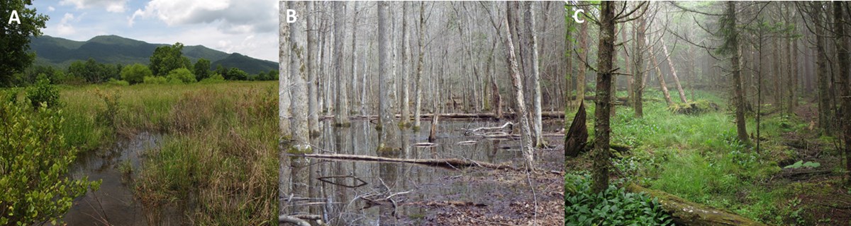 Wetland Inventory Resource Brief (U.S. National Park Service)