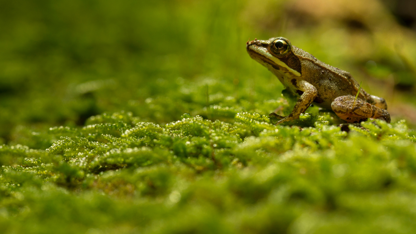 Citizen Science at the Appalachian Highlands Science Learning Center ...