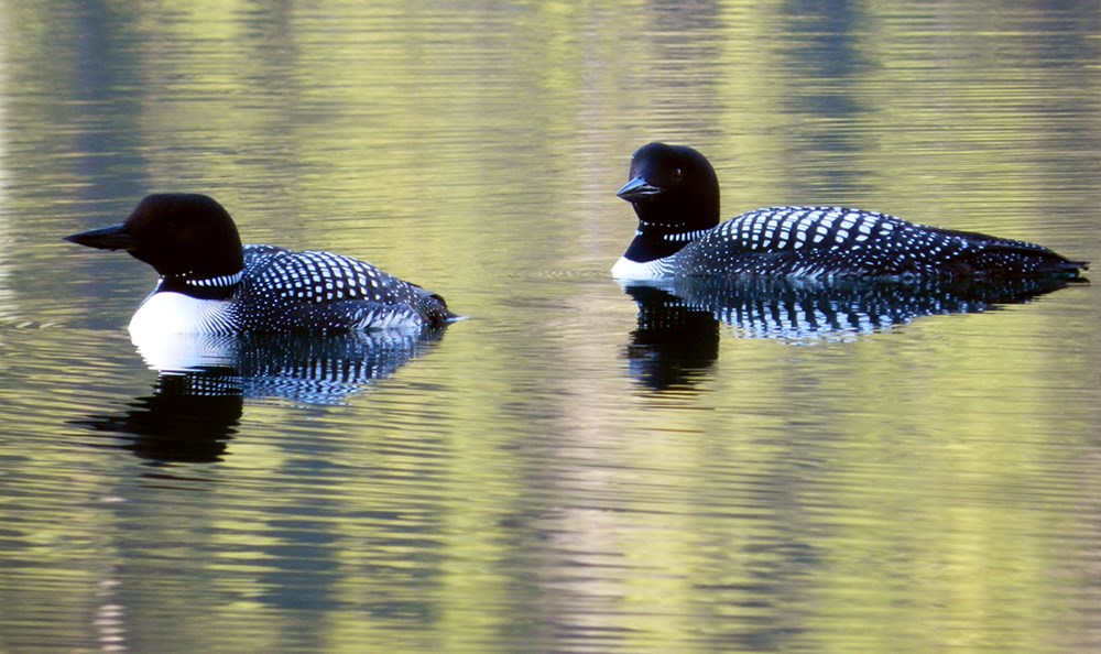 Common Loon Resource Brief (U.S. National Park Service)