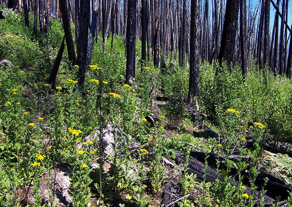 Fire and Invasive Weeds Resource Brief (U.S. National Park Service)