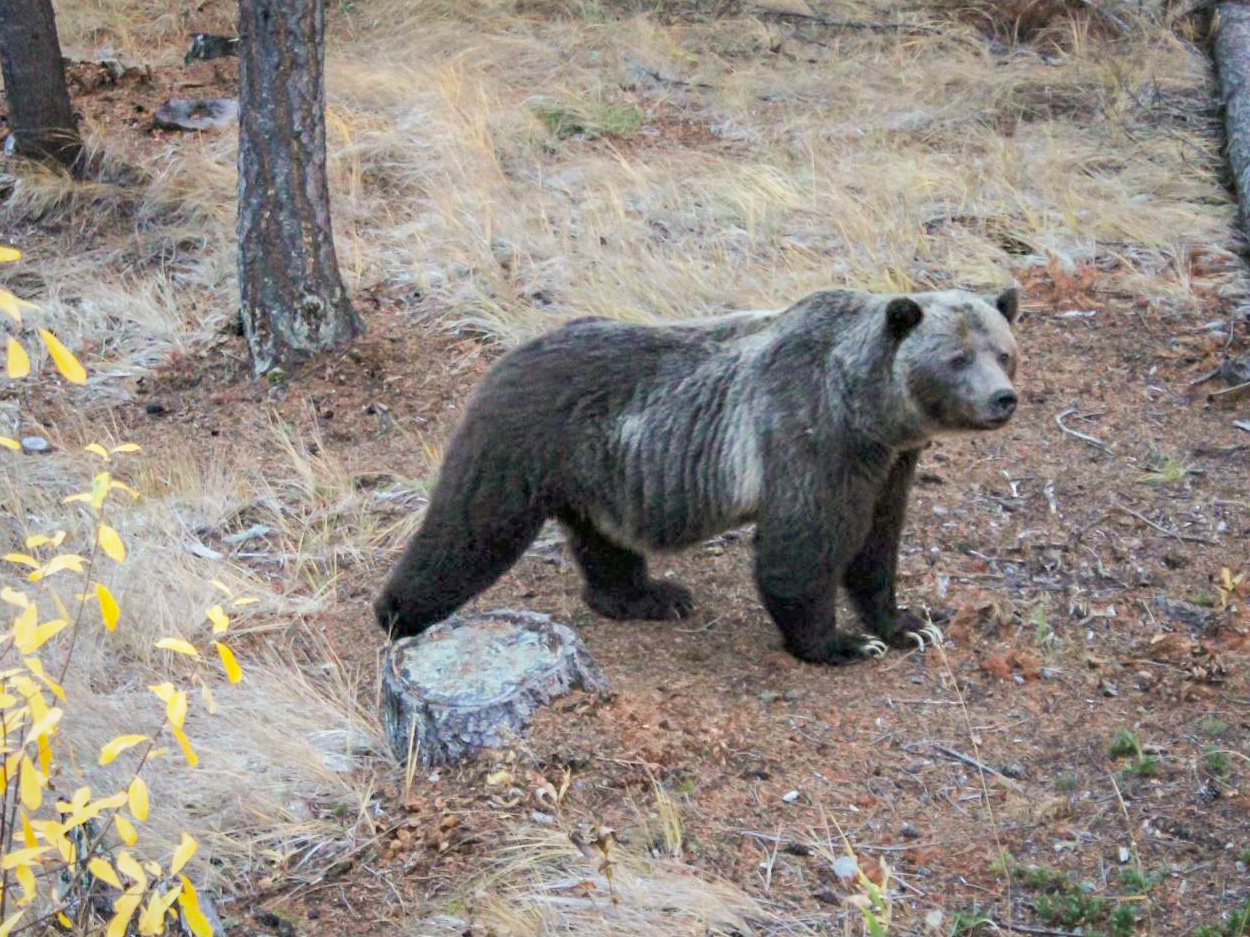 Modeling Reintroduction in a Time of Change (U.S. National Park Service)