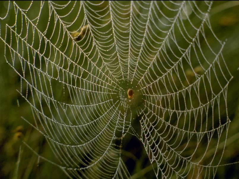 Nesting Material - Rocky Mountain National Park (U.S. National Park ...