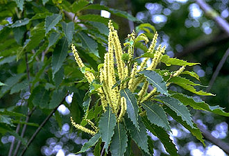 American Chestnut - Rocky Mountain National Park (U.S. National Park ...