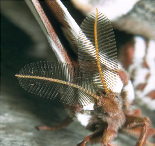 Cecropia Moth Antennae - Rocky Mountain National Park (U.S. National ...
