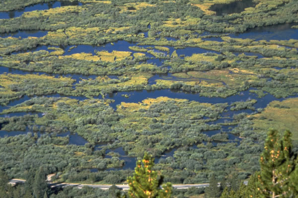 Beaver Wetland - Rocky Mountain National Park (U.S. National Park Service)