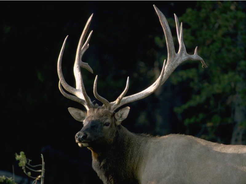 Elk in Fall - Rocky Mountain National Park (U.S. National Park Service)