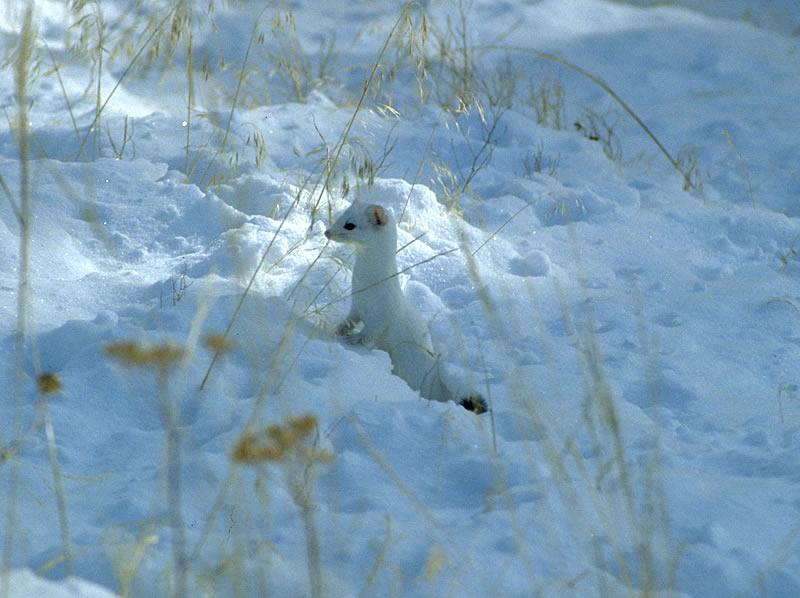 Arctic Ermine In Summer