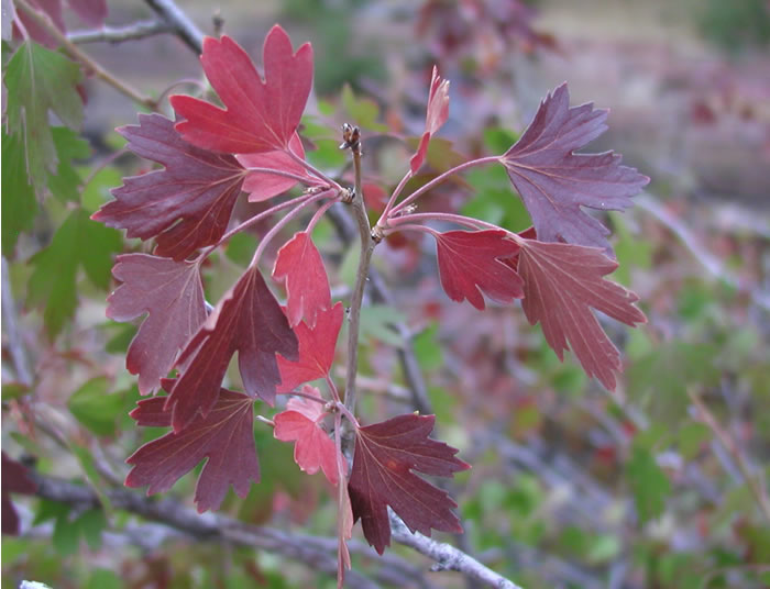 Gooseberry - Rocky Mountain National Park (U.S. National Park Service)