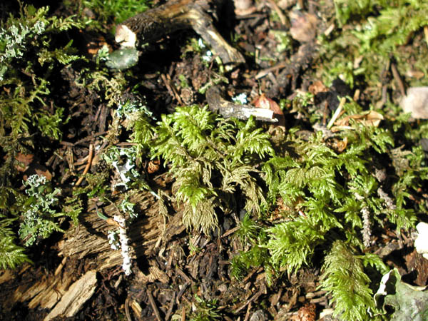 Feather Moss - Rocky Mountain National Park (U.S. National Park Service)