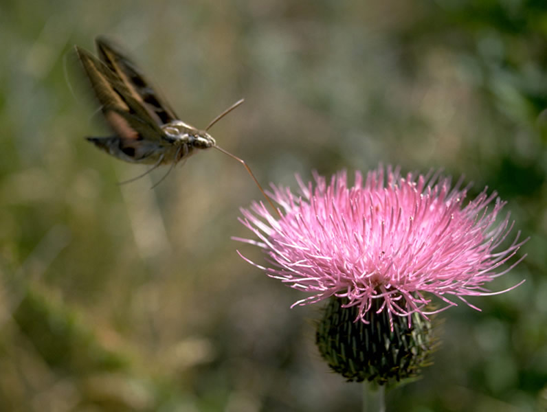 Hummingbird Moth - Rocky Mountain National Park (U.S. National Park ...