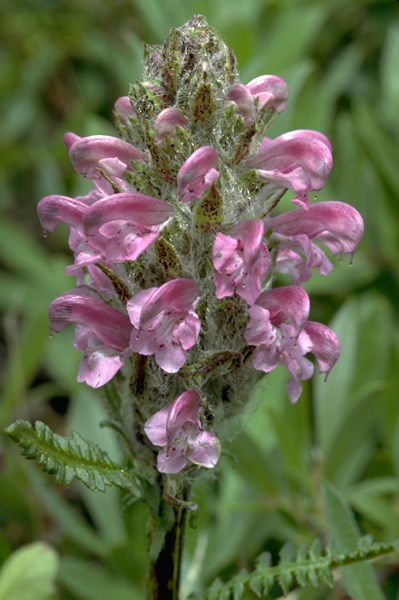 Alpine Lousewort - Rocky Mountain National Park (U.S. National Park ...