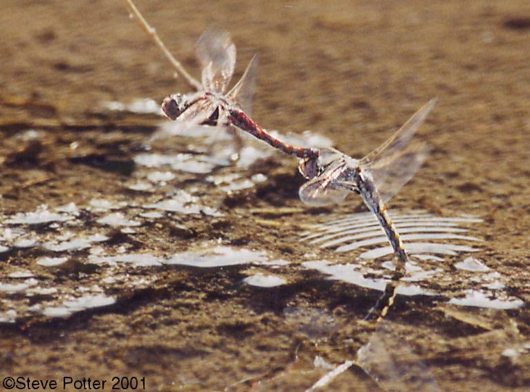 Dragonfly - Rocky Mountain National Park (U.S. National Park Service)
