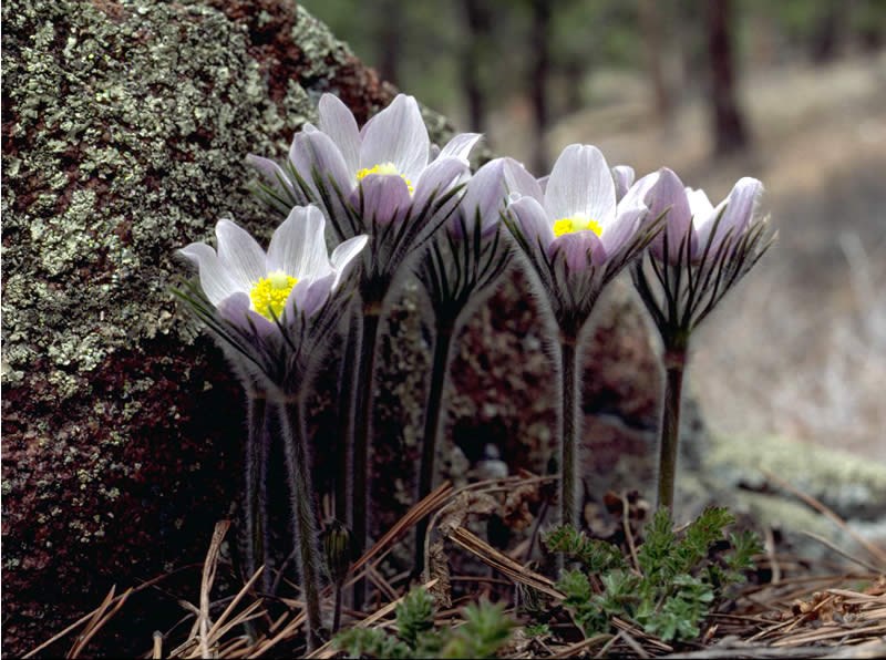 Pasqueflowers - Rocky Mountain National Park (U.S. National Park Service)